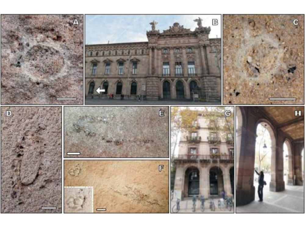 Collecting fossils: A Beginner's Guide to Buying Fossils Online