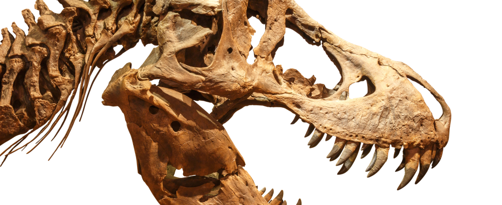 Identifying Tyrannosaurus rex Teeth