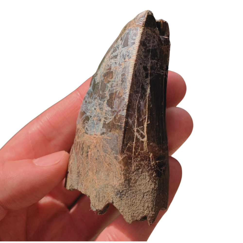 Identifying Tyrannosaurus rex Teeth