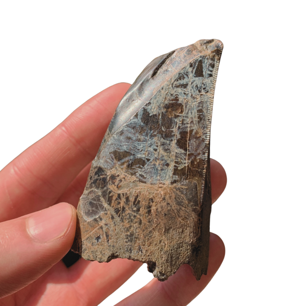 Identifying Tyrannosaurus rex Teeth