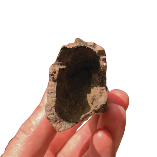 Identifying Tyrannosaurus rex Teeth