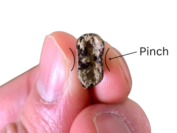 Identifying Tyrannosaurus rex Teeth