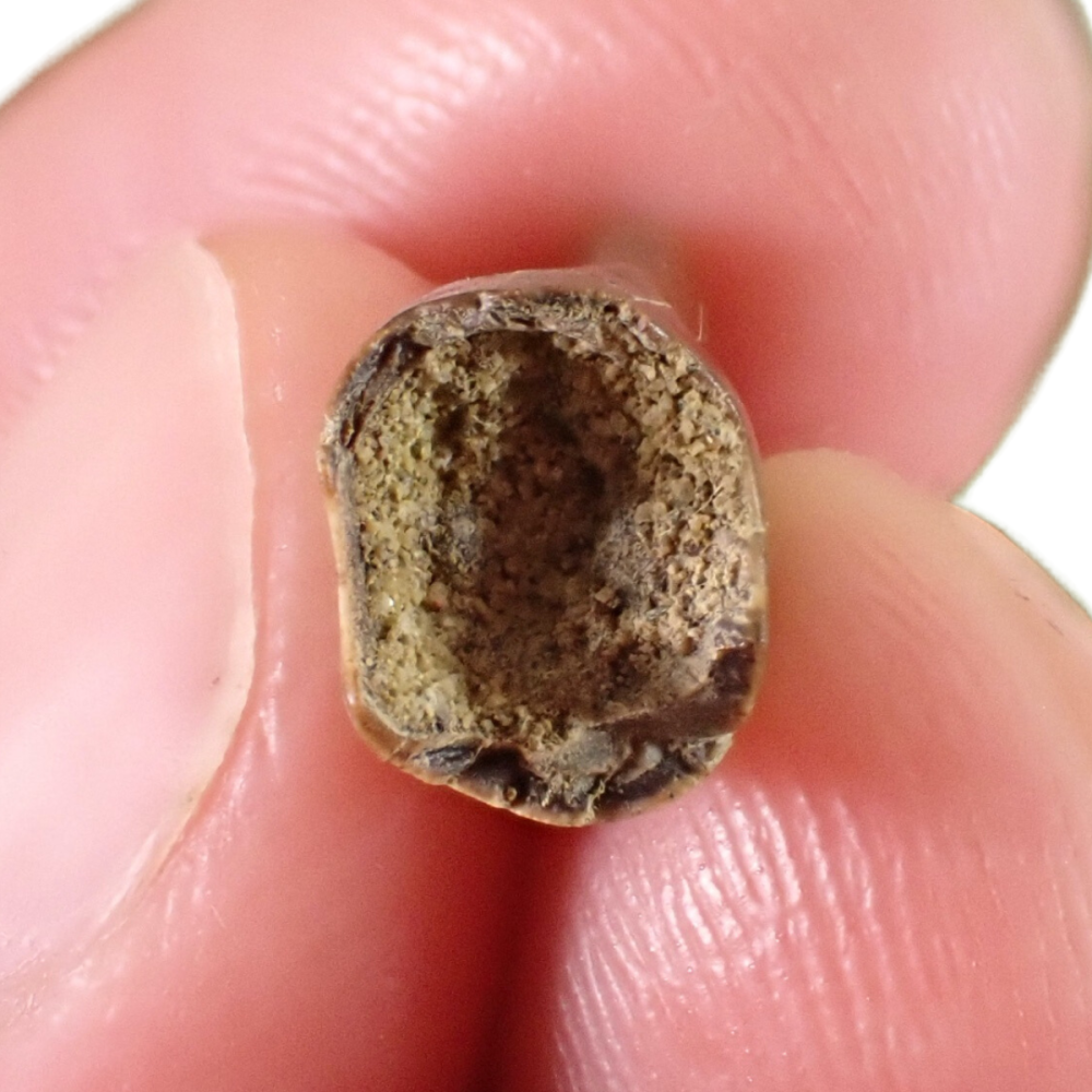 Identifying Tyrannosaurus rex Teeth