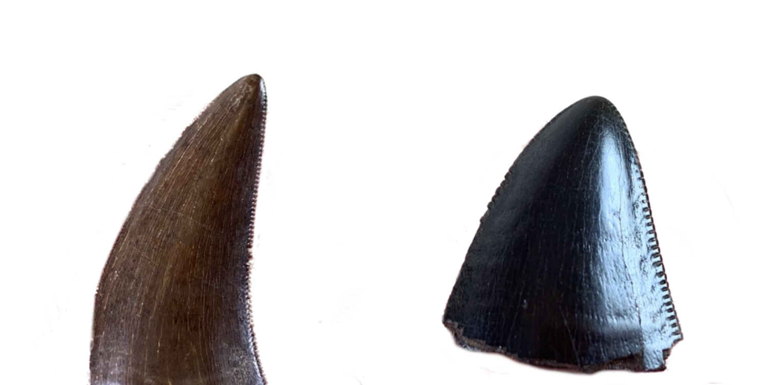 Identifying Tyrannosaurus rex Teeth