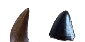 Identifying Tyrannosaurus rex Teeth