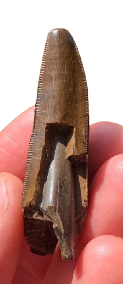 Identifying Tyrannosaurus rex Teeth