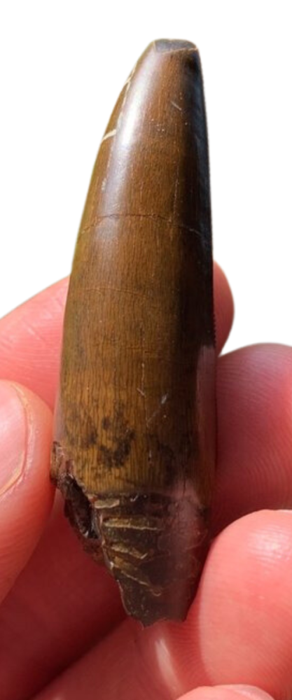 Identifying Tyrannosaurus rex Teeth