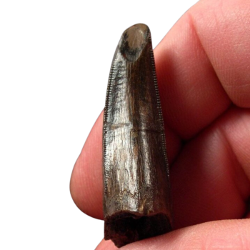 Identifying Tyrannosaurus rex Teeth