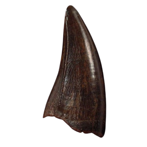 Identifying Tyrannosaurus rex Teeth