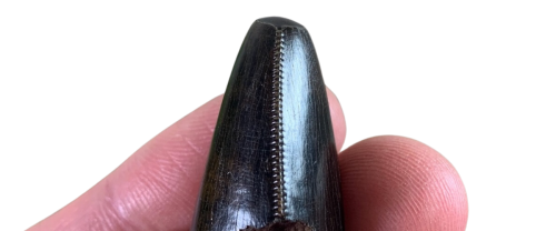 Identifying Tyrannosaurus rex Teeth