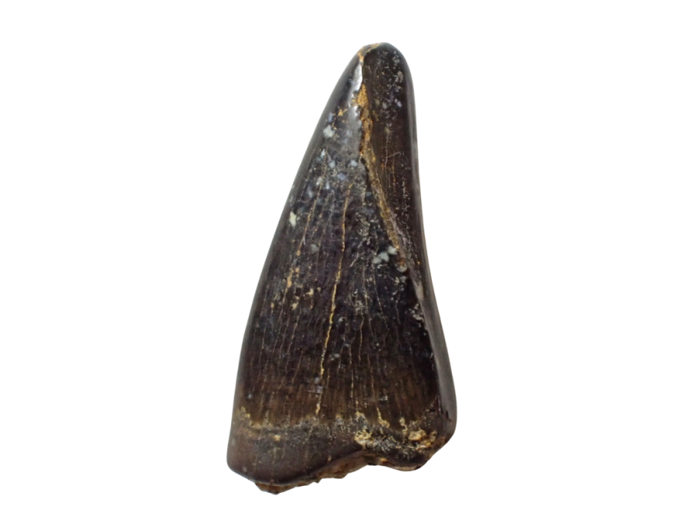 Identifying Tyrannosaurus rex Teeth