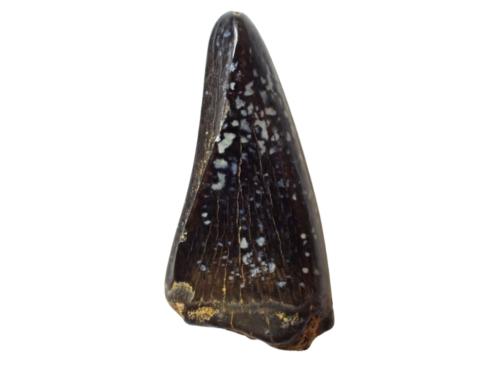 Identifying Tyrannosaurus rex Teeth