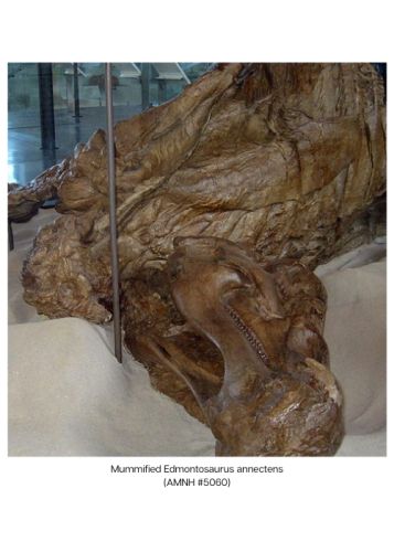 An Introduction to Dinosaurs