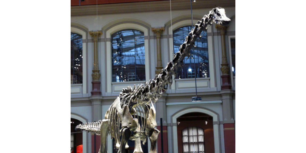 An Introduction to Dinosaurs