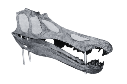 The Cretaceous Period