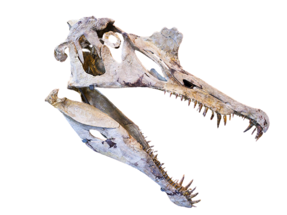 The Cretaceous Period