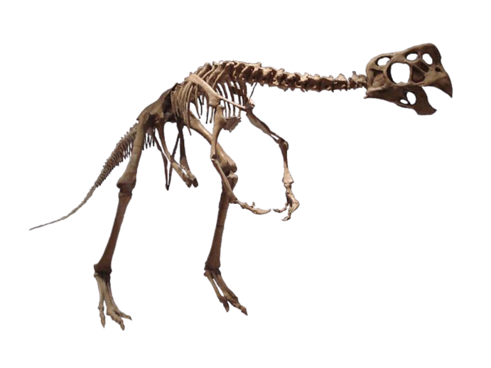 The Cretaceous Period