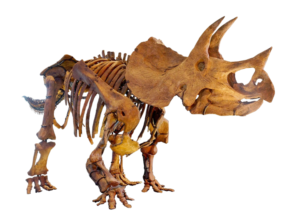 The Cretaceous Period