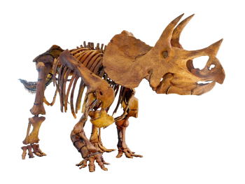 The Cretaceous Period