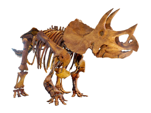 The Cretaceous Period