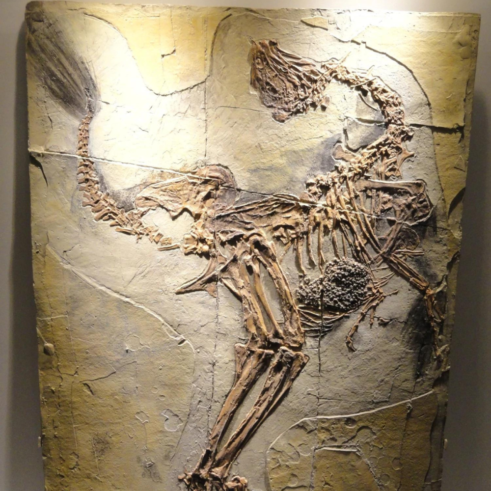 An Introduction to Dinosaurs