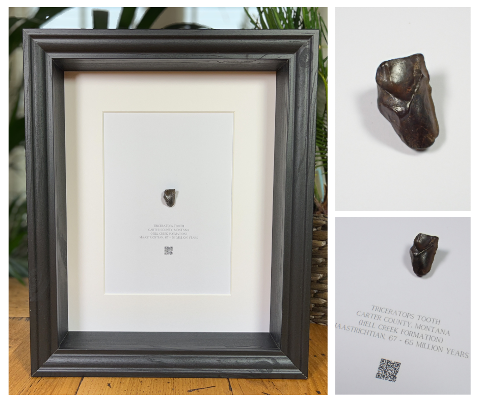 Framed Fossils - Shop
