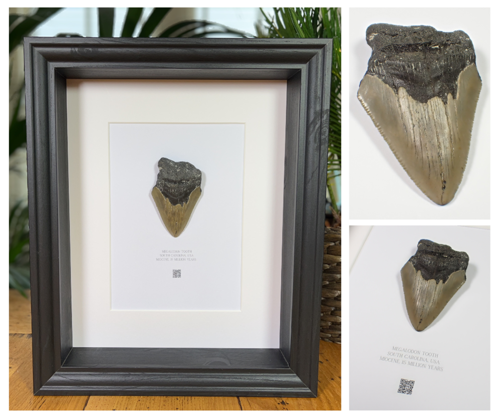 Framed Fossils - Shop