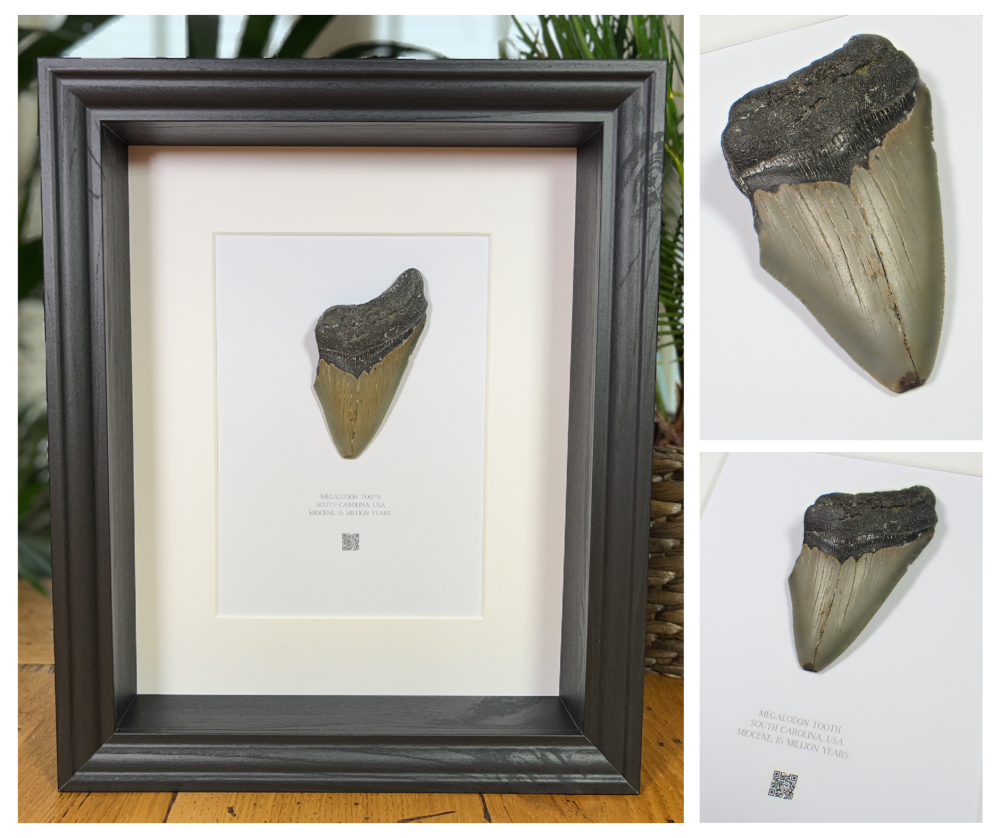 Framed Fossils - Shop