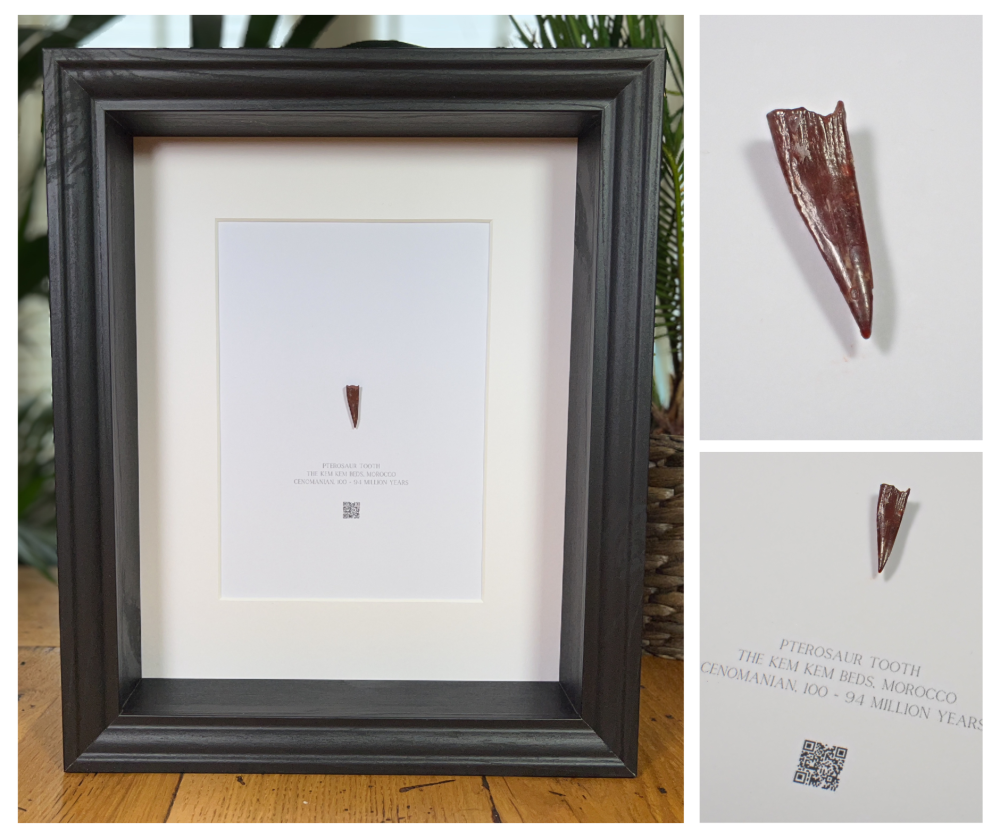 Framed Fossils - Shop