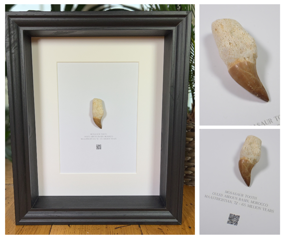 Framed Fossils - Shop