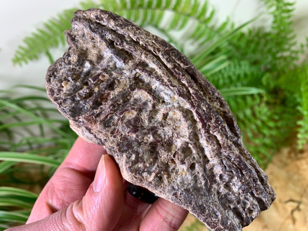 Crocodile/Alligator - Shop