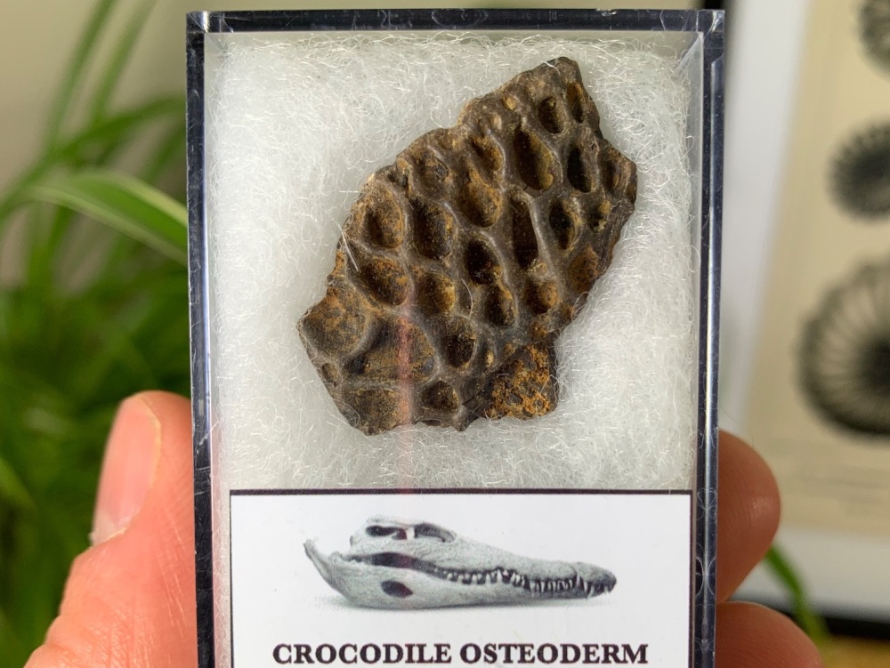 New Additions - Shop - Page 21