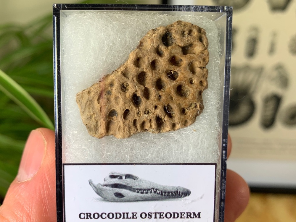 Crocodile/Alligator - Shop