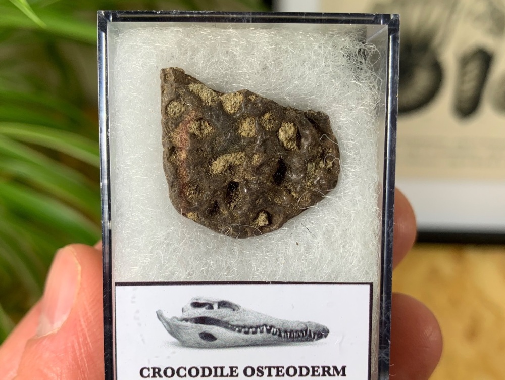 Crocodile/Alligator - Shop