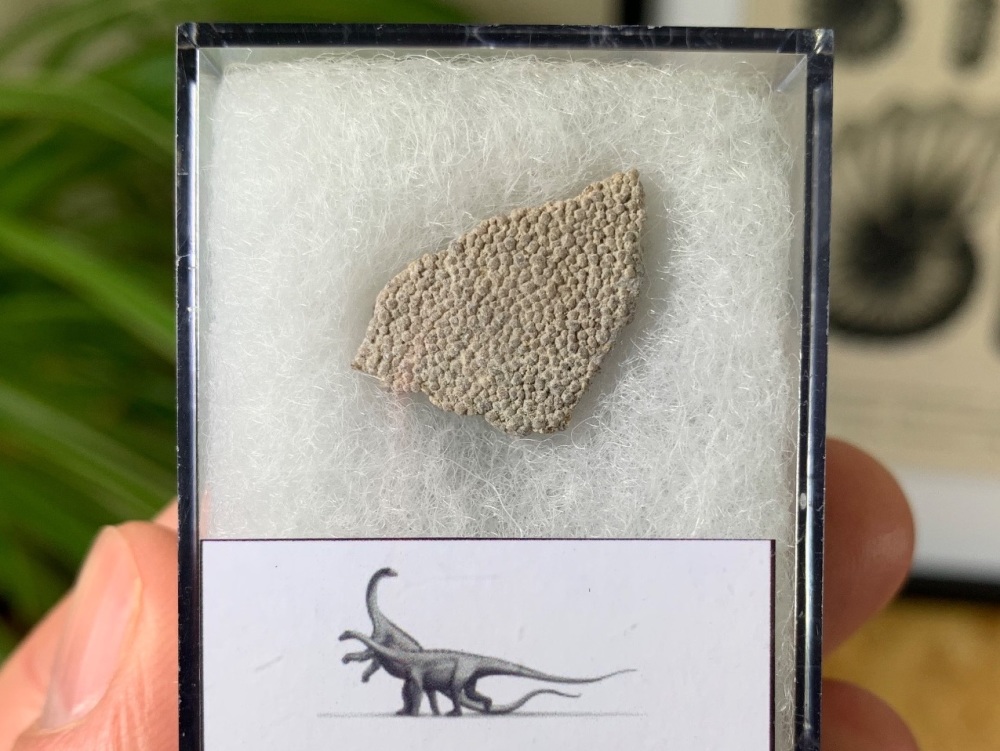 Sauropod - Shop - Page 1