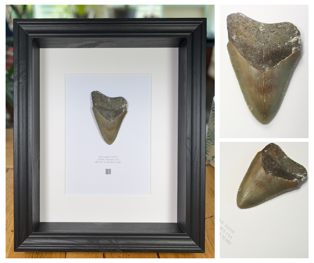 Framed Fossils - Shop