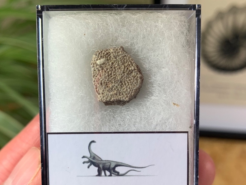 Sauropod - Shop