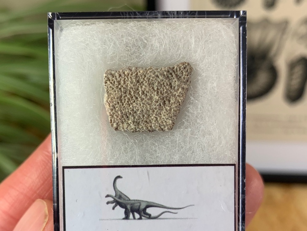 Sauropod - Shop