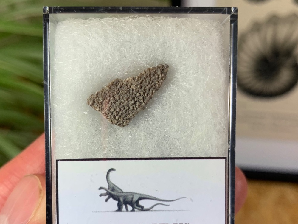 Sauropod - Shop