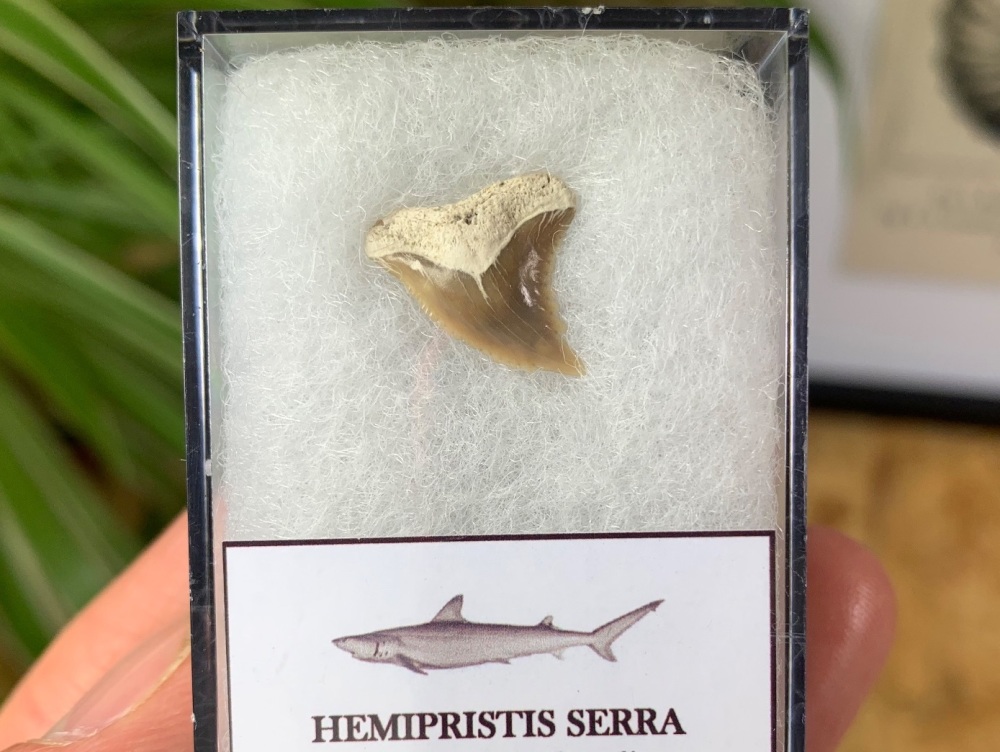 Other Sharks - Shop - Page 1