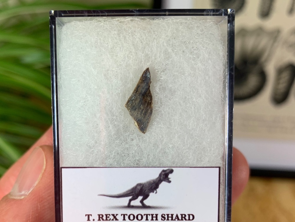 Tyrannosaurus Rex - Shop