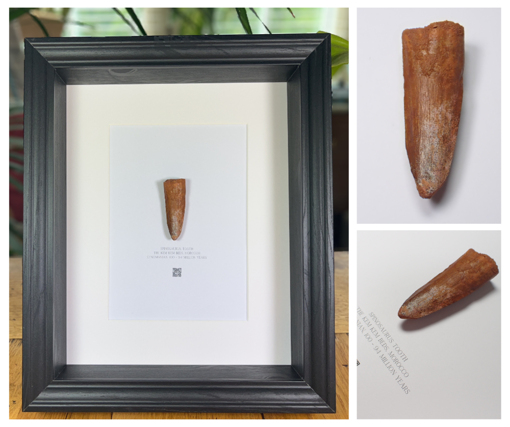 Framed Fossils - Shop
