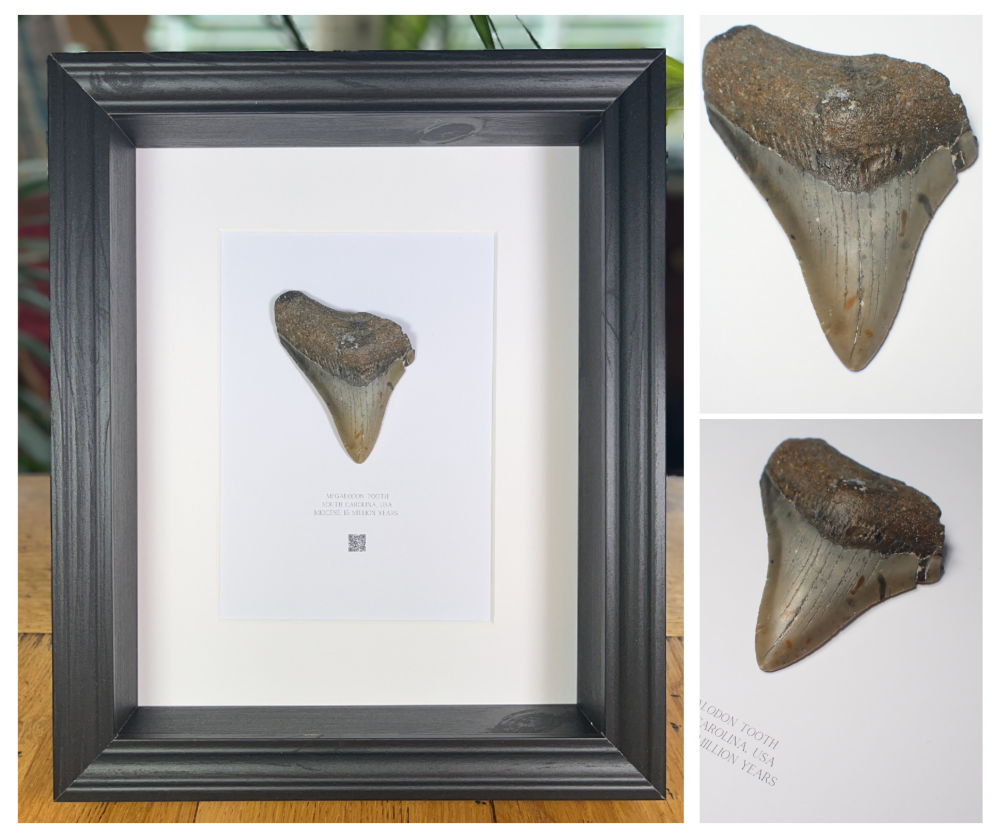 Framed Fossils - Shop