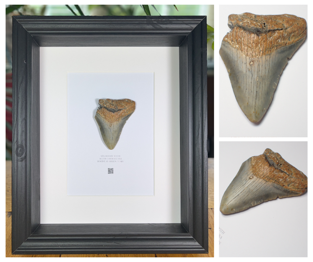 Framed Fossils - Shop