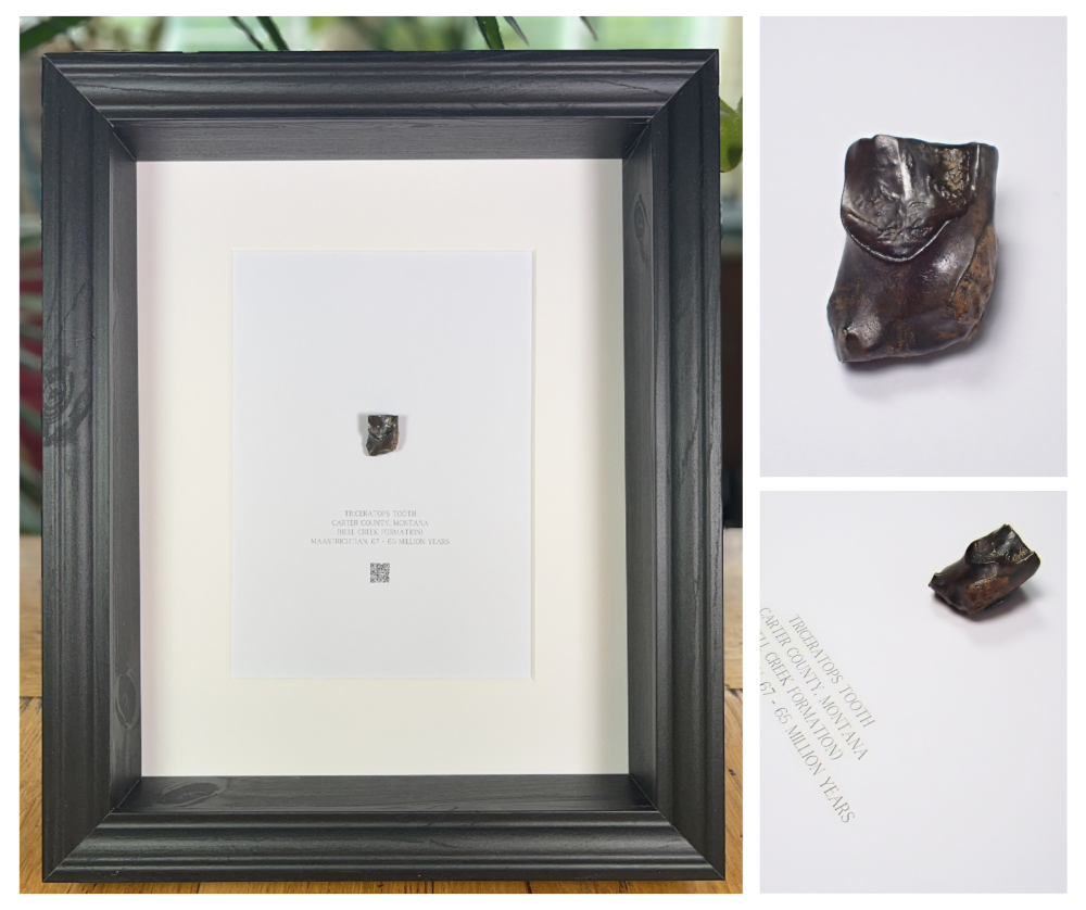 Framed Fossils - Shop