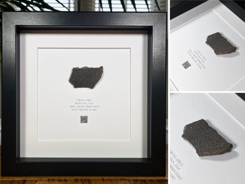 Framed Fossils - Shop