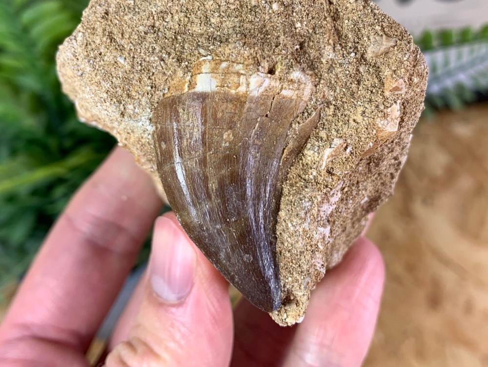 Mosasaur Tooth on Matrix #13