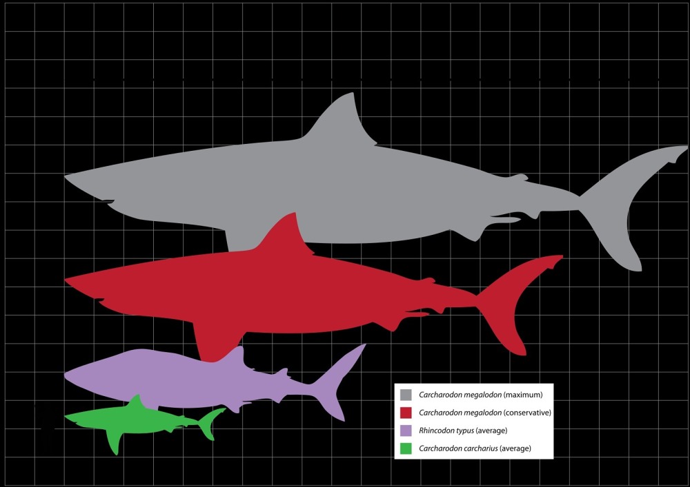 Megalodon info