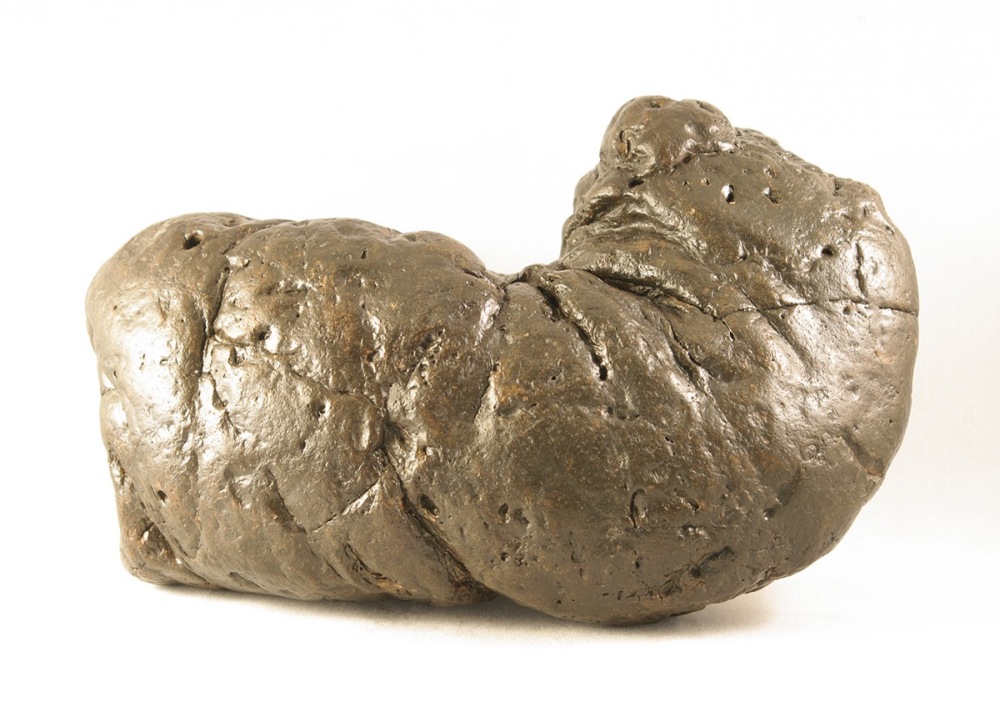 coprolite Info