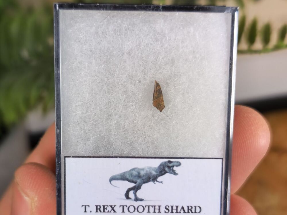 Tyrannosaurus rex Tooth Shard #01